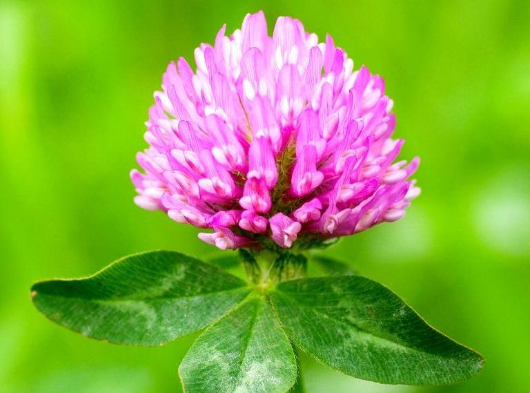 Rediscovering Your Hair with Redensyl: Unveiling the Benefits – Trycone